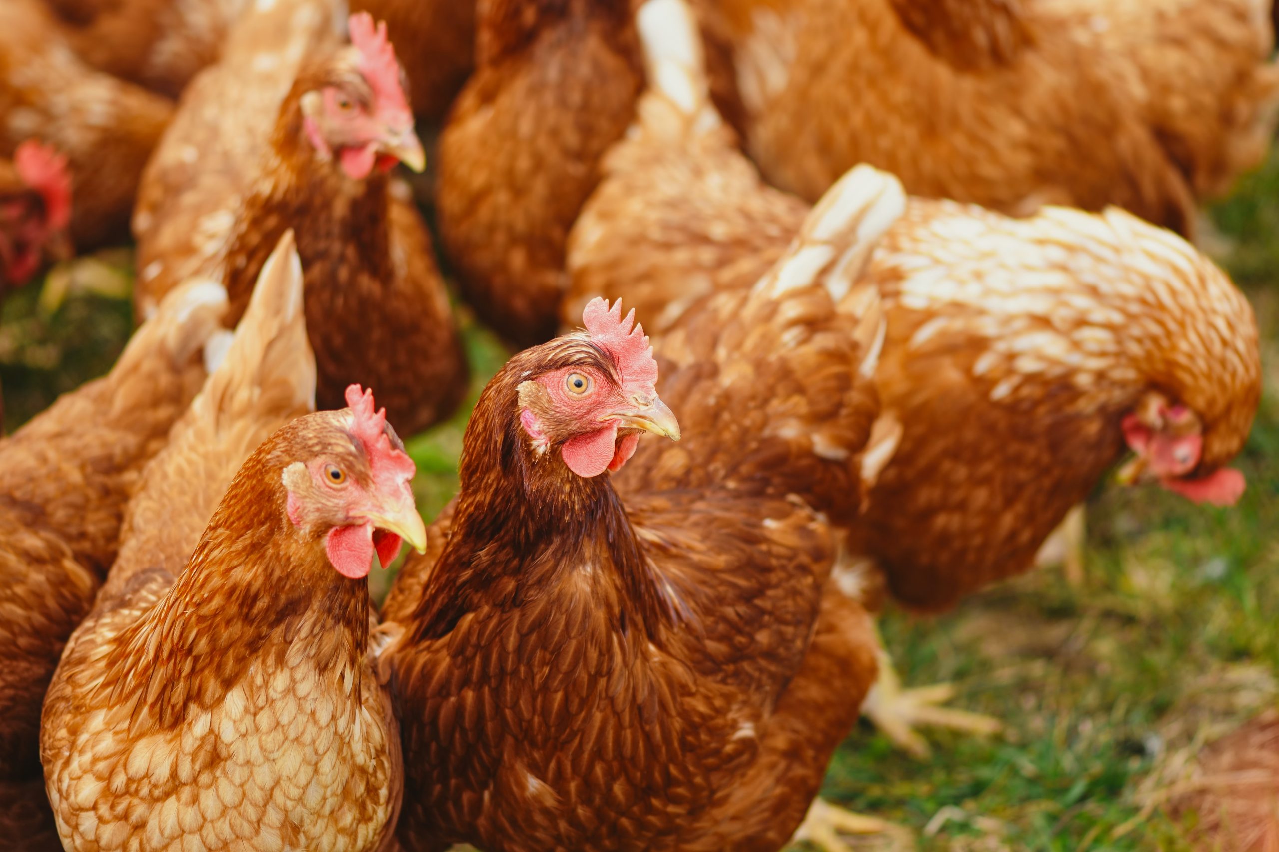All your poultry needs in Victor Harbor | Stockfeeds R Us