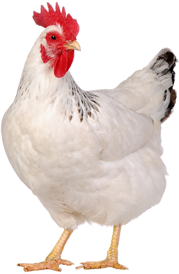 Broiler Chicken Png